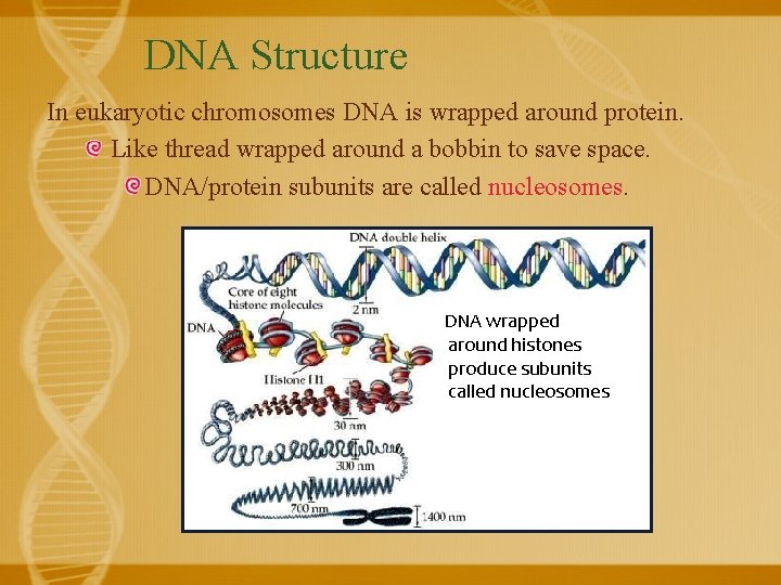 Structure and Replication of DNA Objectives 3 3