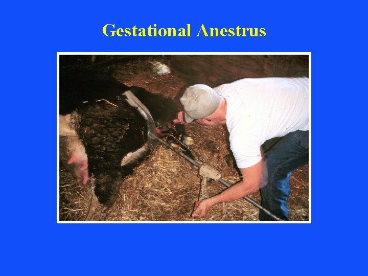 Reproductive Cycles in the Female Terminology Estrus is