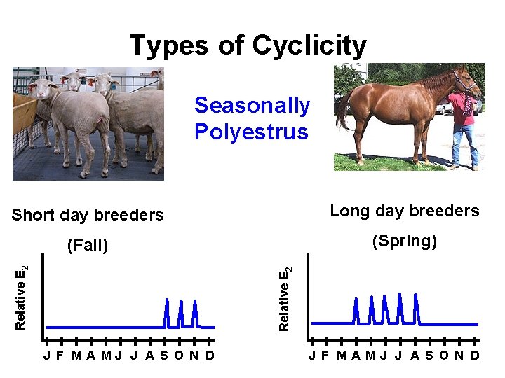 Reproductive Cycles in the Female Terminology Estrus is