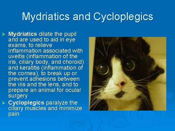 Ophthalmic and Otic Medications Chapter 18 Basic Anatomy