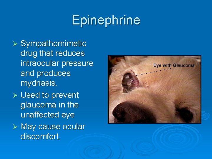 Ophthalmic and Otic Medications Chapter 18 Basic Anatomy