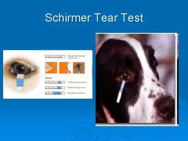 Ophthalmic and Otic Medications Chapter 18 Basic Anatomy