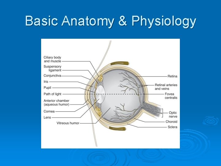 Ophthalmic and Otic Medications Chapter 18 Basic Anatomy
