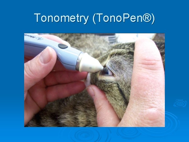 Ophthalmic and Otic Medications Chapter 18 Basic Anatomy