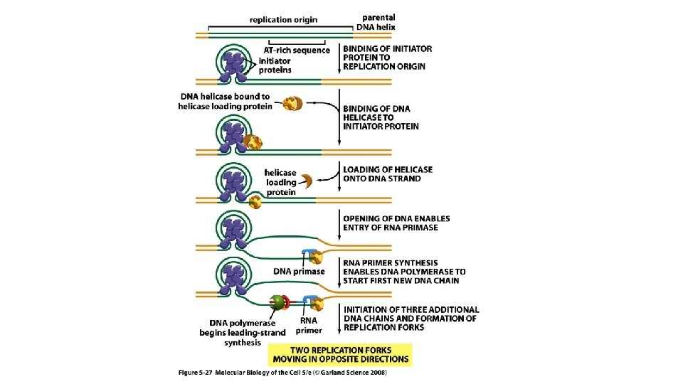 1 DNA and Chromatin Structure 2 Histone code