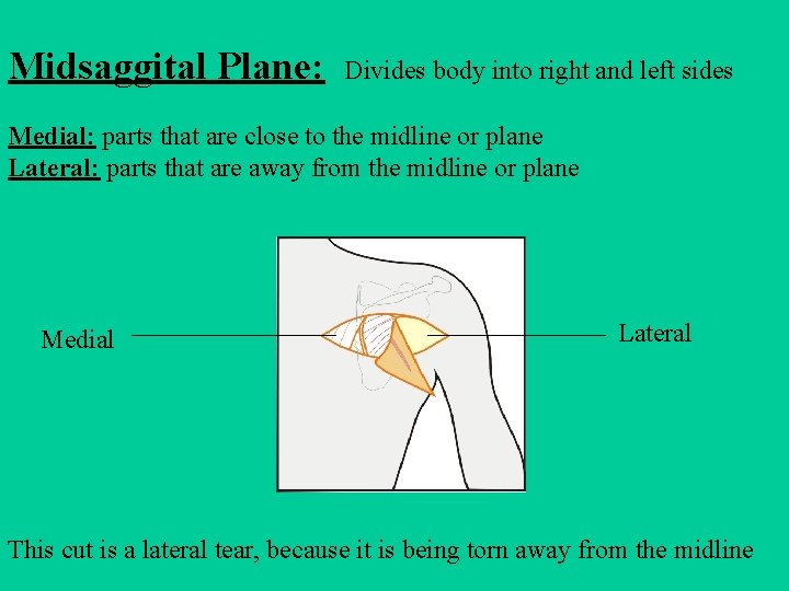 BODY PLANES AND CAVITIES MRS MESMER HSTE I