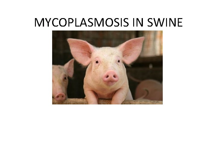 MYCOPLASMOSIS IN SWINE Classification Division Prokaryota Class Mollicutes