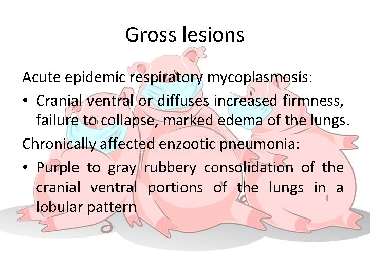 MYCOPLASMOSIS IN SWINE Classification Division Prokaryota Class Mollicutes