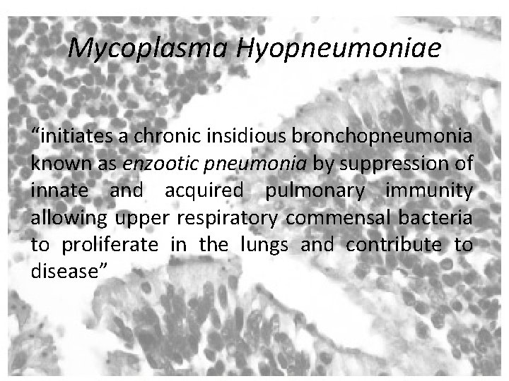 MYCOPLASMOSIS IN SWINE Classification Division Prokaryota Class Mollicutes