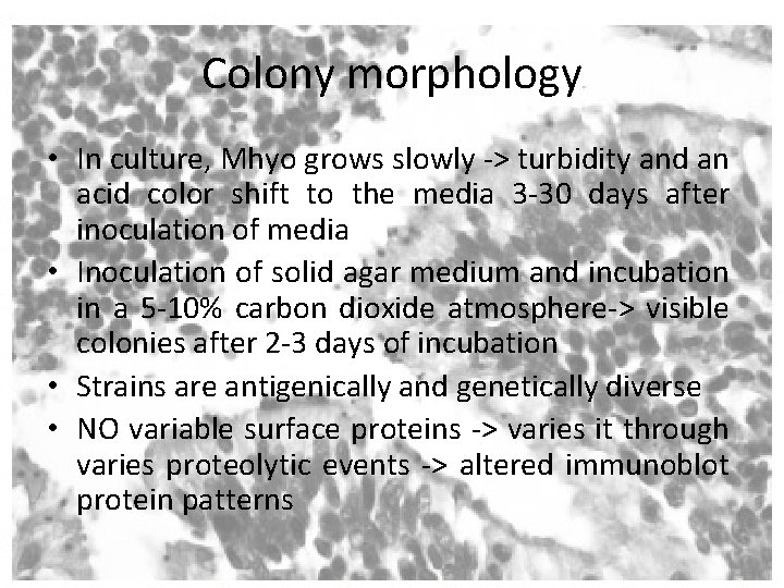 MYCOPLASMOSIS IN SWINE Classification Division Prokaryota Class Mollicutes