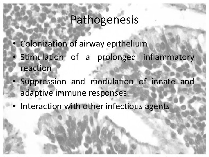 MYCOPLASMOSIS IN SWINE Classification Division Prokaryota Class Mollicutes