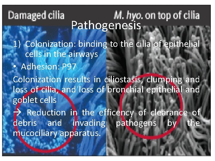 MYCOPLASMOSIS IN SWINE Classification Division Prokaryota Class Mollicutes