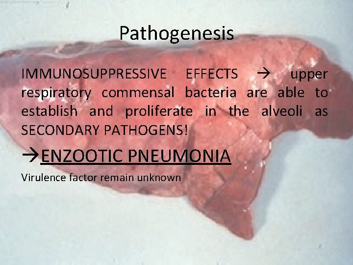 MYCOPLASMOSIS IN SWINE Classification Division Prokaryota Class Mollicutes