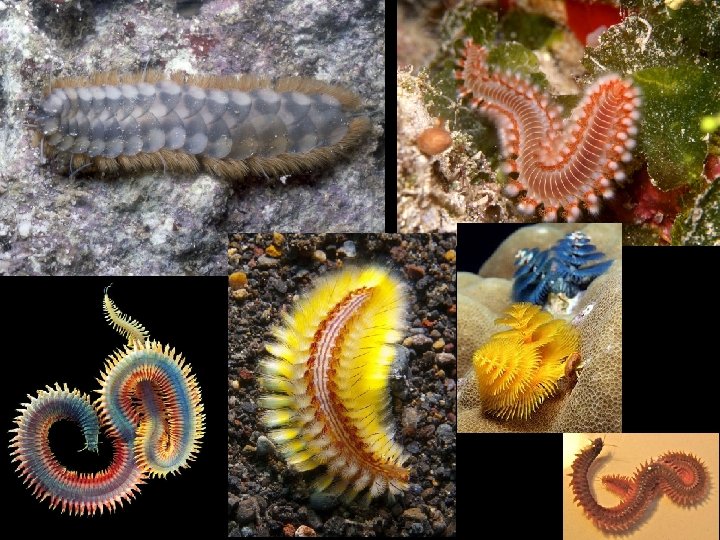 Phylum Annelida Leeches General Information Annelids are ringed