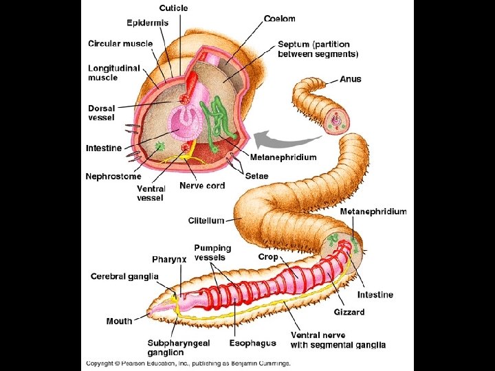 Phylum Annelida Leeches General Information Annelids are ringed