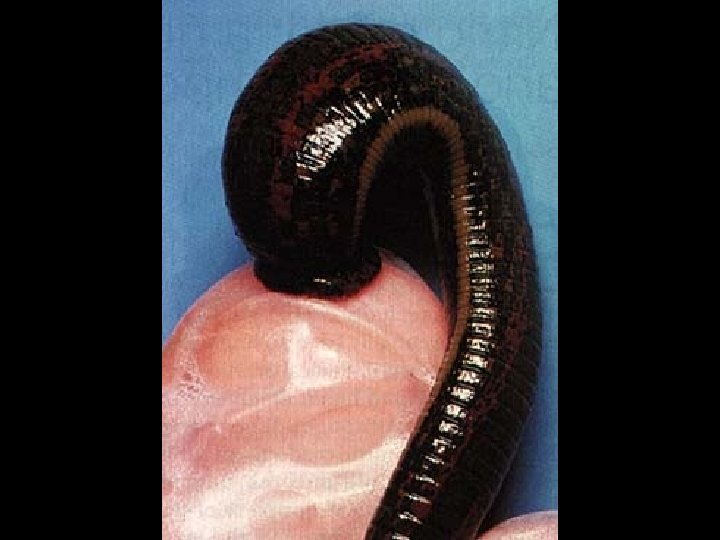 Phylum Annelida Leeches General Information Annelids are ringed