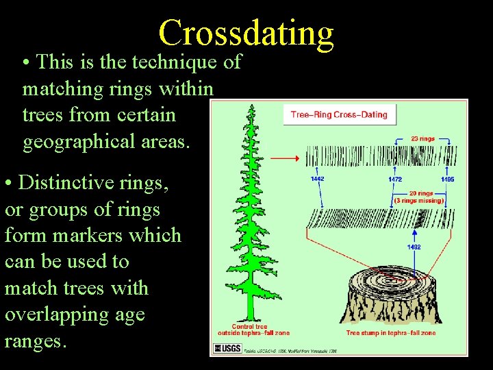 DENDROCHRONOLGY General Principles In most trees new water