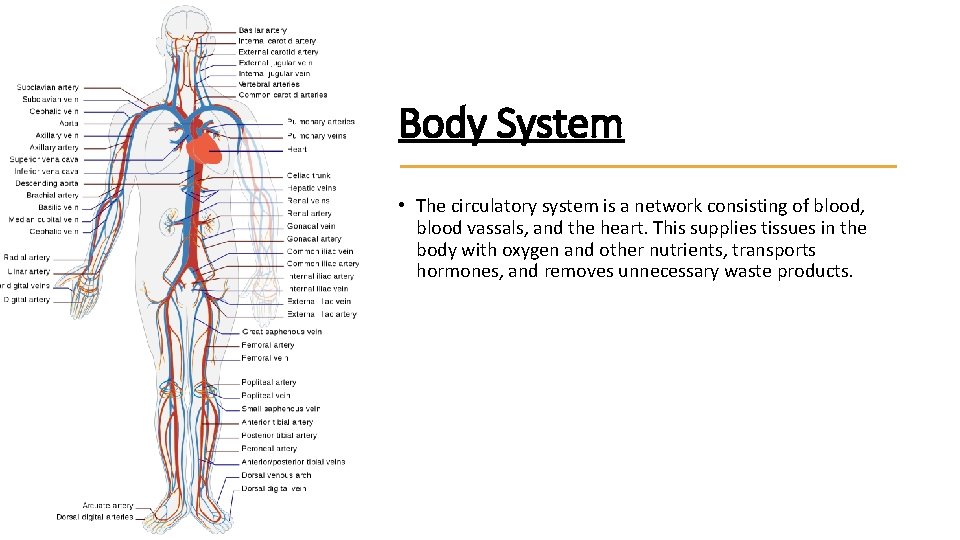 Circulatory System By Zoey White Kyra Sauerwein Emery