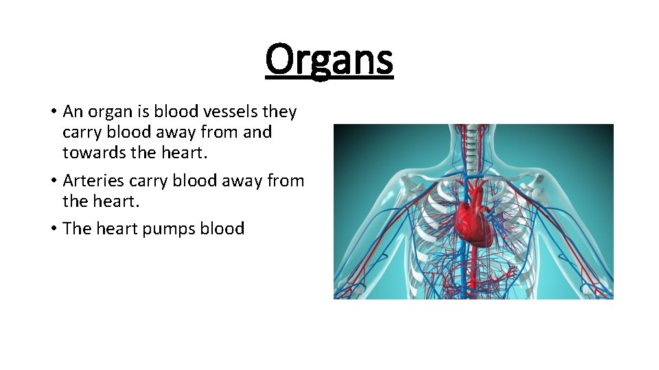 Circulatory System By Zoey White Kyra Sauerwein Emery