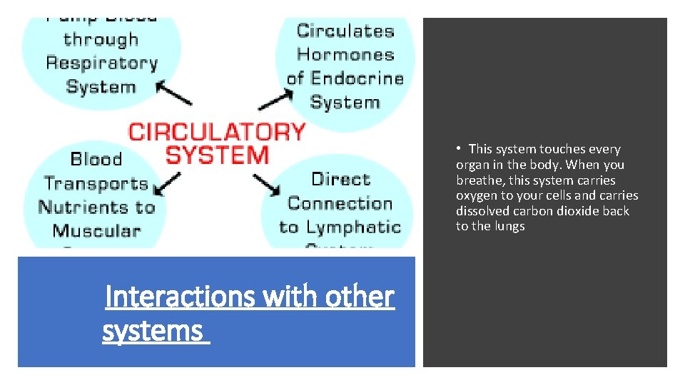 Circulatory System By Zoey White Kyra Sauerwein Emery