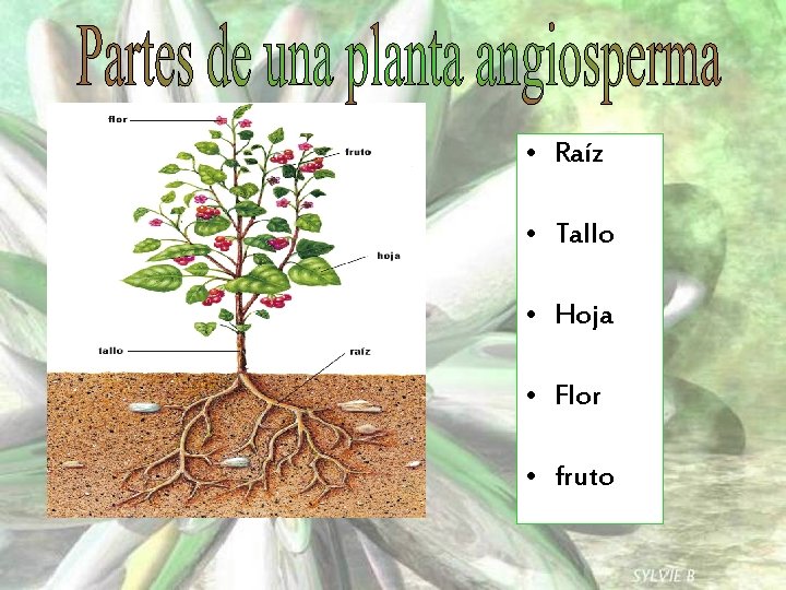 Las angiospermas o magnoliophyta son un filo de