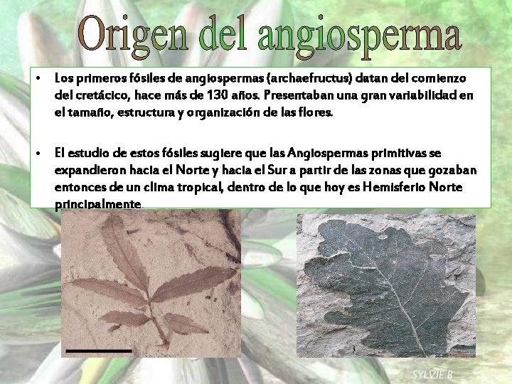 Las angiospermas o magnoliophyta son un filo de