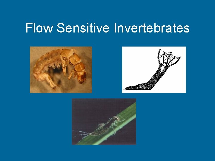 Florida Fish and Wildlife Conservation Commission Invertebrate Communities