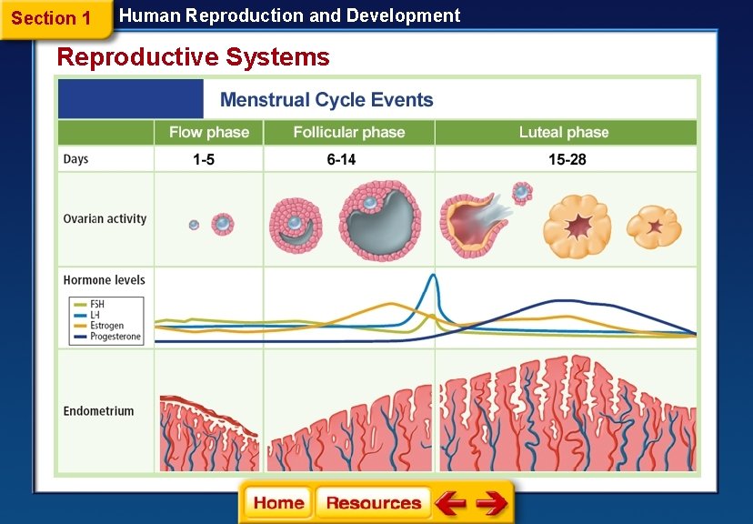 Human Reproduction and Development Section 1 Reproductive Systems