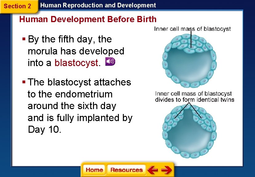 Human Reproduction and Development Section 1 Reproductive Systems