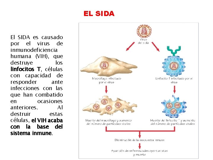 EL SER HUMANO Y LA SALUD LA SALUD