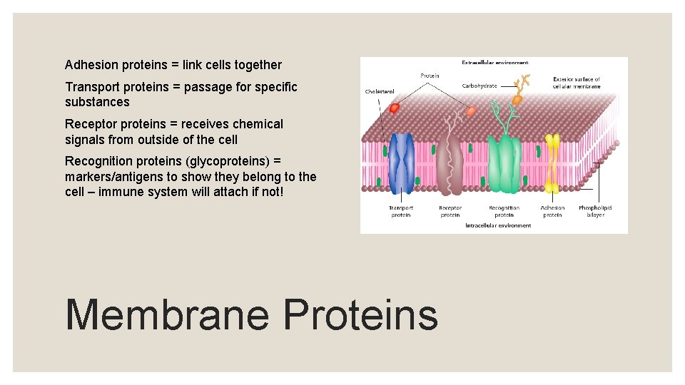 DIFFUSION AND OSMOSIS 12 Biology Learning Intentions Success