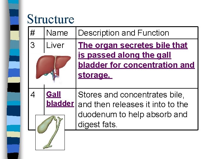 Digestive System Digestive System How does the digestive