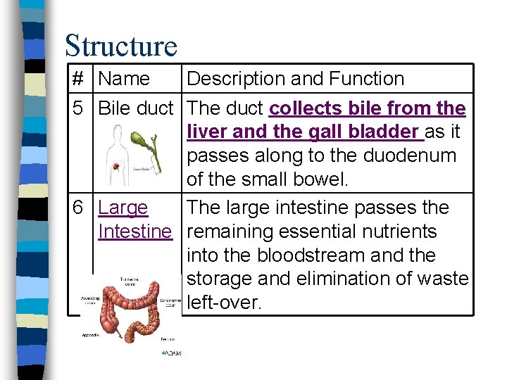 Digestive System Digestive System How does the digestive