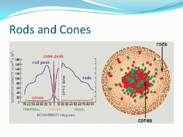 Human Color Perception By Lisa Wieczorek Eric King