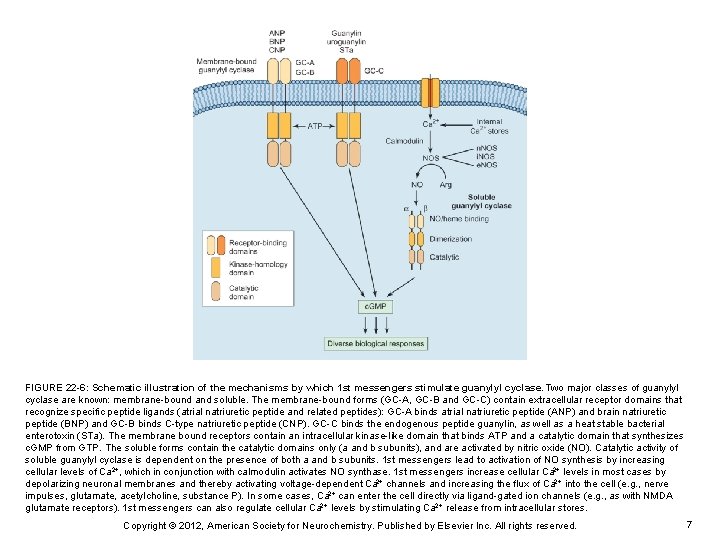 Chapter 22 Cyclic Nucleotides in the Nervous System