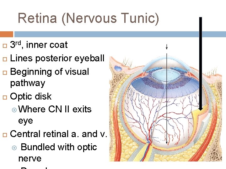 Accessory Structures of the Eyes Eyelids Conjunctiv a