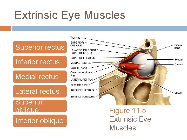 Accessory Structures of the Eyes Eyelids Conjunctiv a