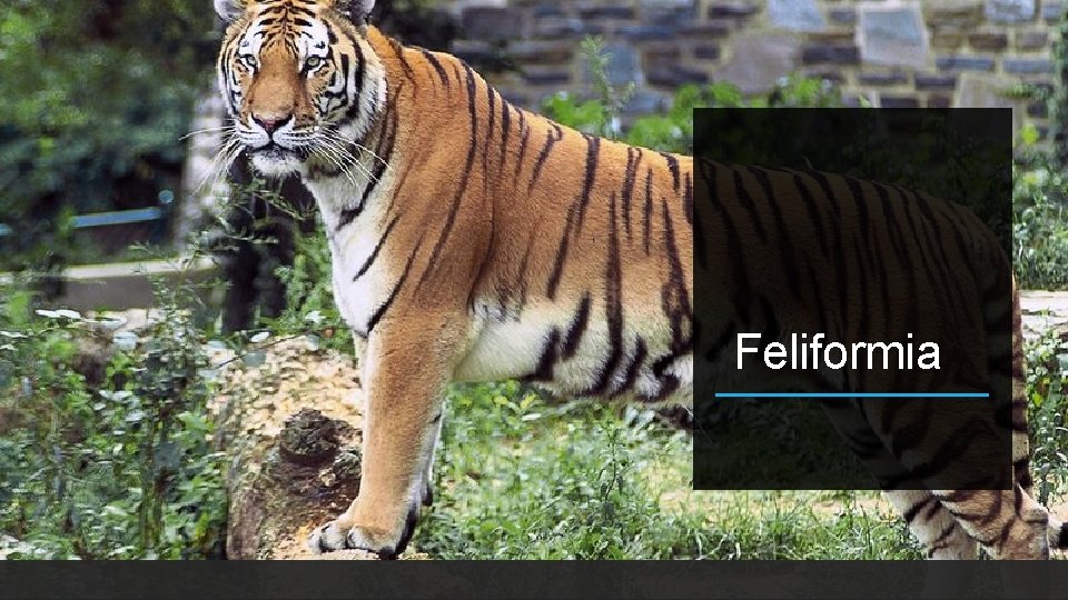 Carnivora BY MARK What are Carnivora The order