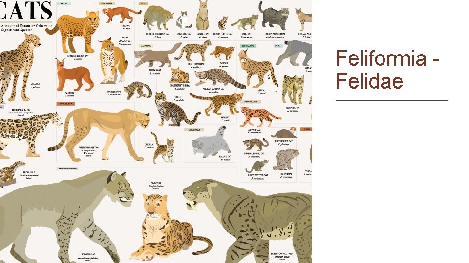 Carnivora BY MARK What are Carnivora The order