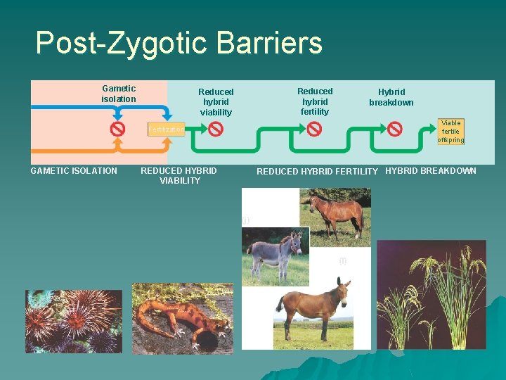 The Origin of Species u Two basic patterns