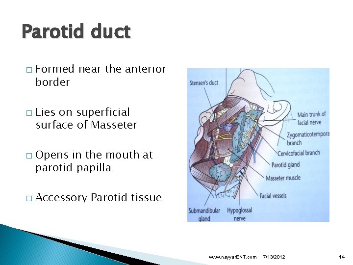 Anatomy And Physiology Of Salivary Glands Dr Supreet