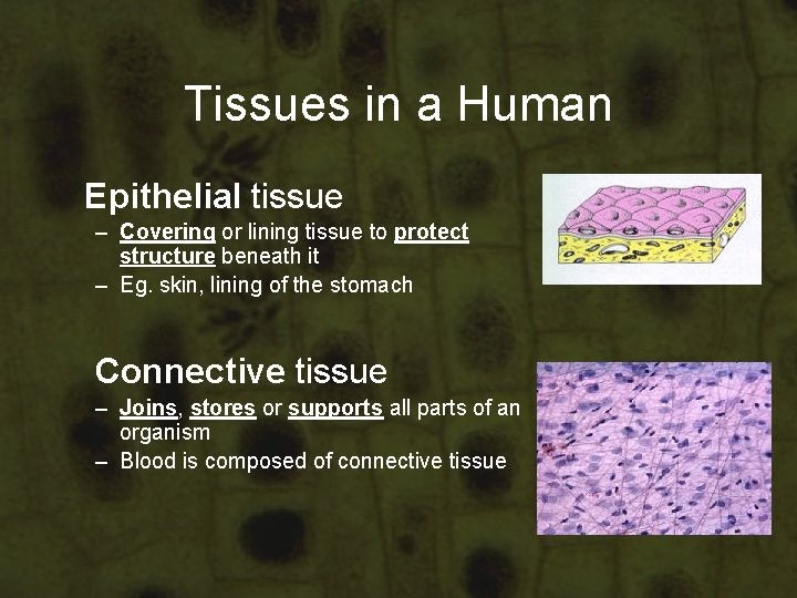 From Cells to Organ Systems Mr Krstovic Grade