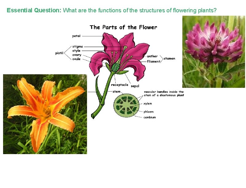 Essential Question What are the functions of the