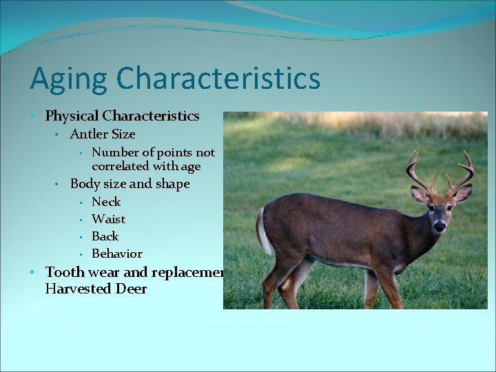 Aging Whitetailed deer by tooth wear and replacement