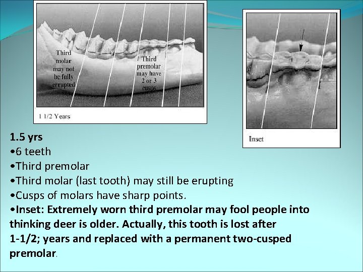 Aging Whitetailed deer by tooth wear and replacement