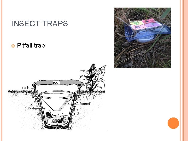 TRAP YOUR OWN INSECTS WHATS IN YOUR BACKYARD