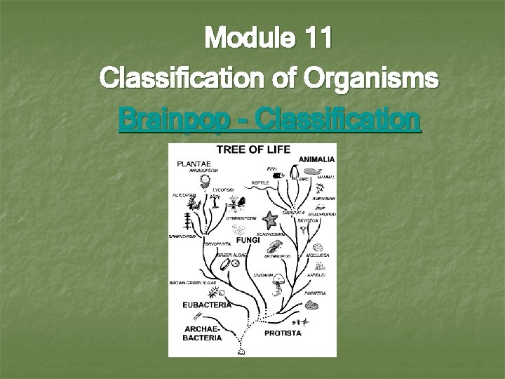 Module 11 Classification of Organisms Brainpop Classification I