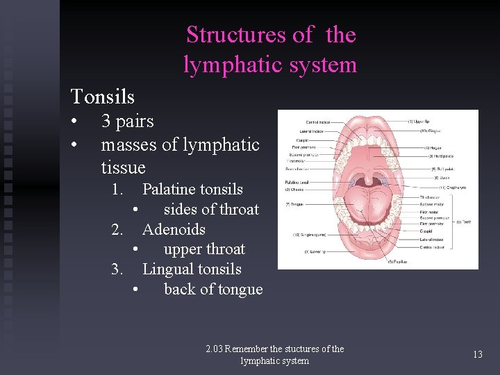 2 03 Remember the structures of the lymphatic