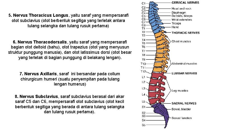 SISTEM SARAF TEPI PERIFER NERVOUS SYSTEM Argita Maya