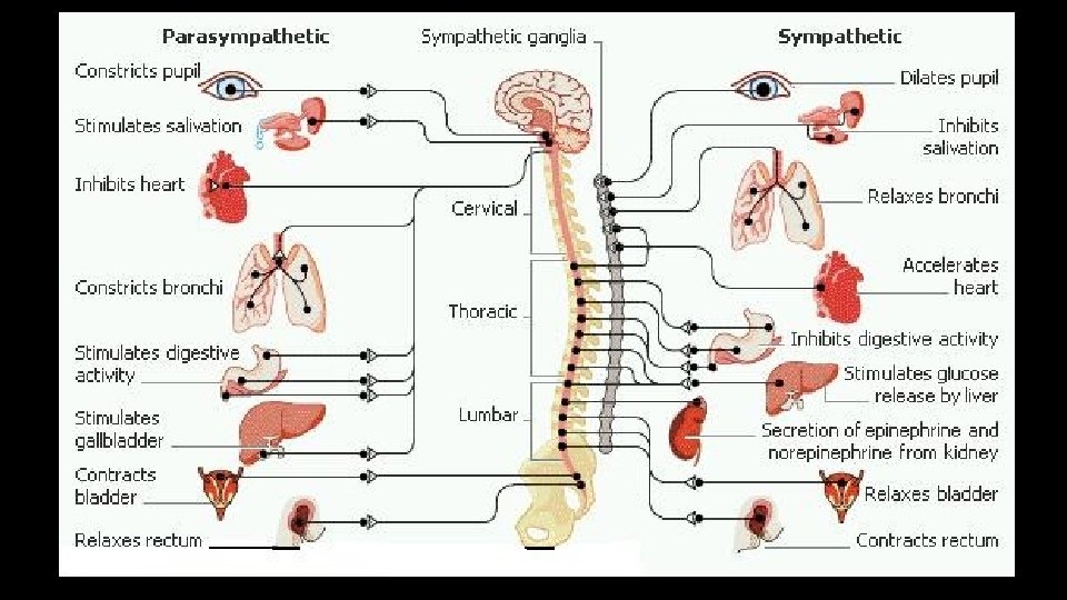 SISTEM SARAF TEPI PERIFER NERVOUS SYSTEM Argita Maya